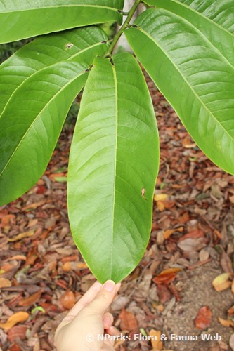 NParks | Monodora myristica