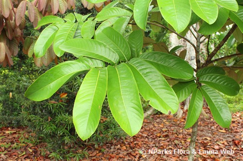 NParks | Monodora myristica