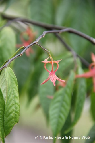 NParks | Orophea maculata