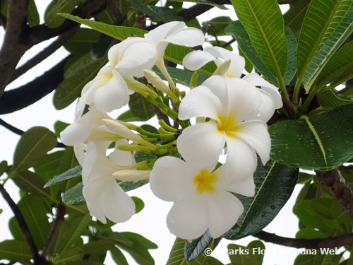 NParks | Plumeria obtusa 'Singapore White'