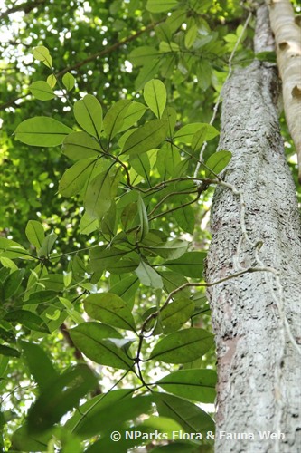 NParks | Fagraea splendens