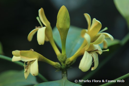 NParks | Fagraea splendens