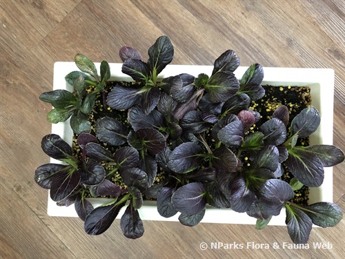 NParks | Brassica rapa Pak Choi Group [purple bok choy]