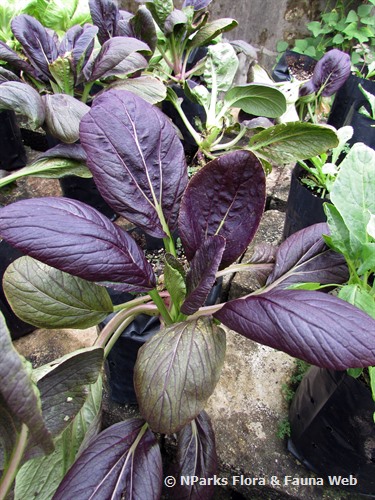NParks | Brassica rapa Pak Choi Group [purple bok choy]