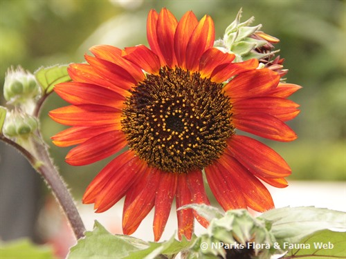 NParks | Helianthus 'Evening Sun'