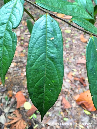 NParks | Diospyros subrhomboidea