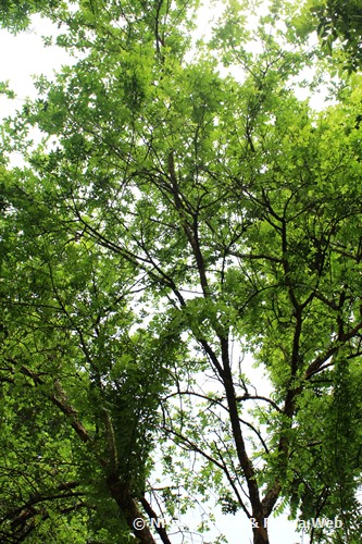 NParks | Naringi crenulata