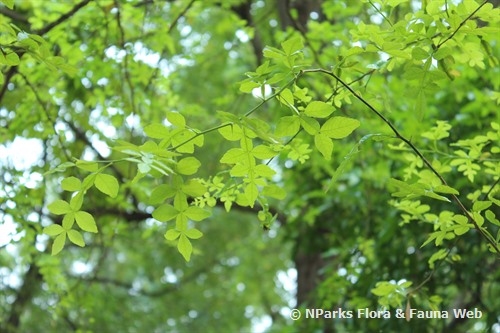 NParks | Naringi crenulata