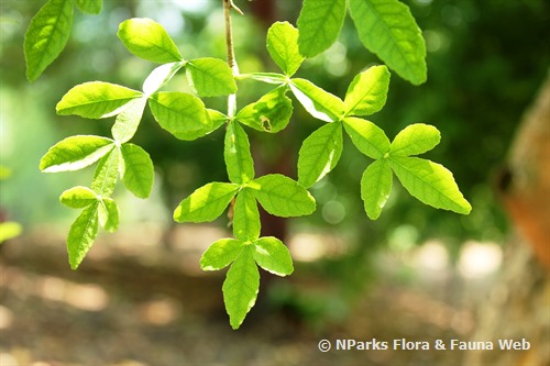 NParks | Naringi crenulata