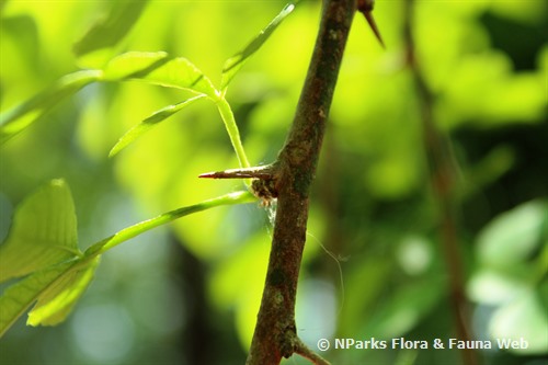 NParks | Naringi crenulata