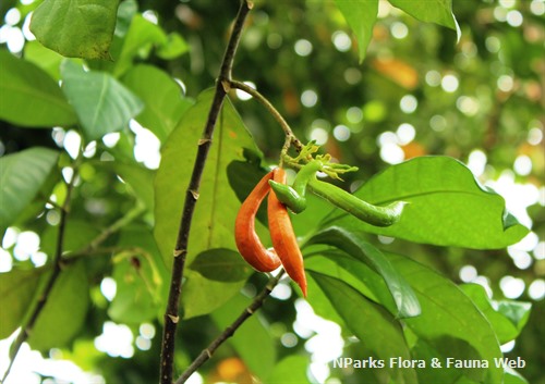 NParks | Tabernaemontana aurantiaca