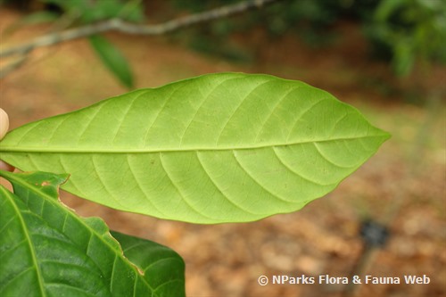 NParks | Tabernaemontana aurantiaca