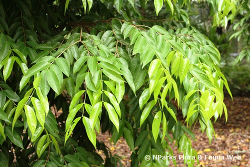 NParks | Myrciaria vexator