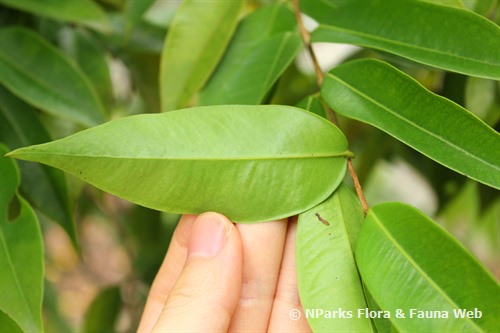 NParks | Myrciaria vexator