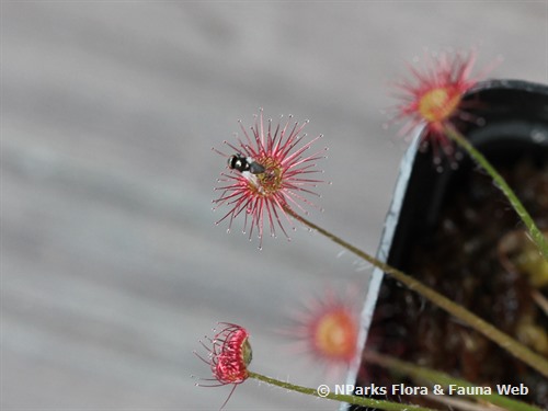 NParks | Drosera paradoxa