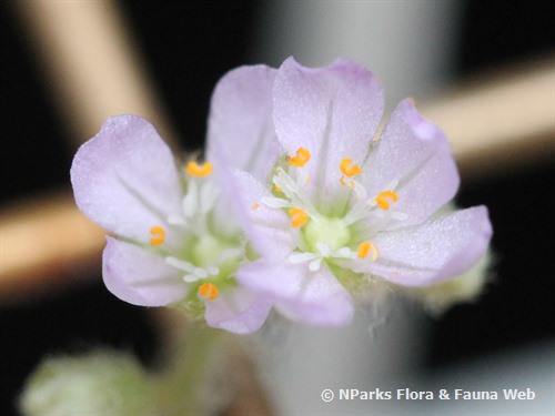NParks | Drosera paradoxa