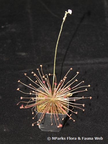 NParks | Drosera paradoxa
