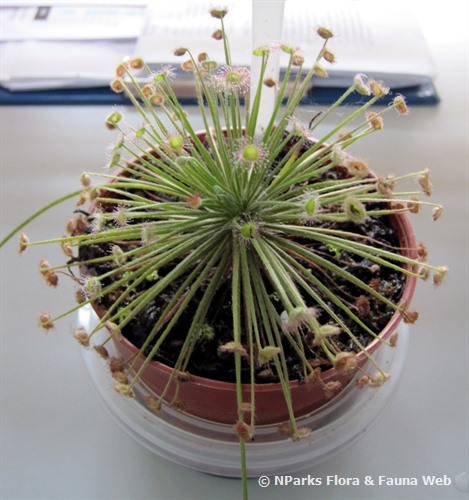 NParks | Drosera paradoxa
