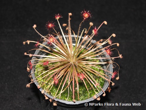 NParks | Drosera paradoxa