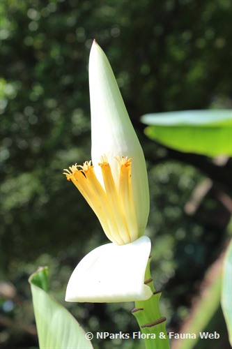 NParks | Musa ornata
