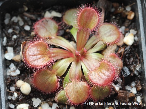 NParks | Drosera capensis