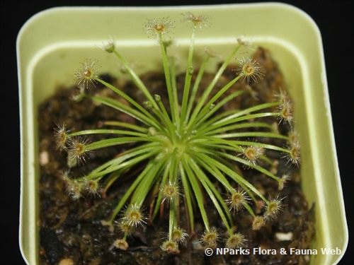 NParks | Drosera broomensis