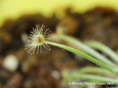 NParks | Drosera broomensis