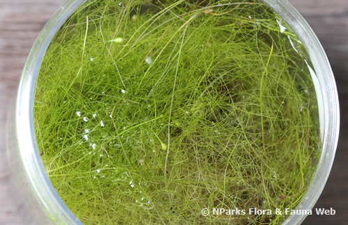NParks | Utricularia reticulata