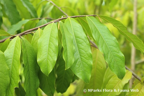 NParks | Anisoptera marginata