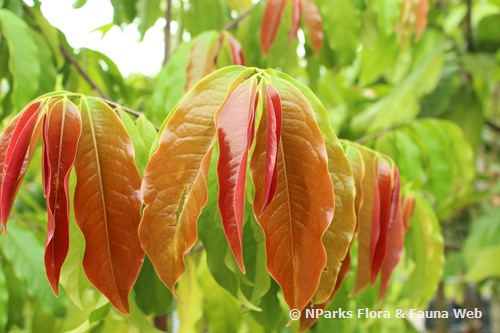 NParks | Anisoptera costata