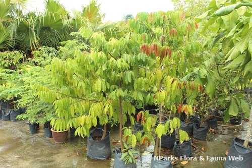 NParks | Anisoptera marginata