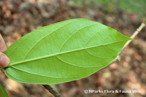 NParks | Premna pyramidata