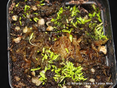 NParks | Utricularia reticulata