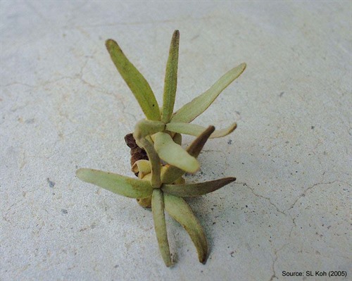 NParks | Cyathocalyx sumatranus
