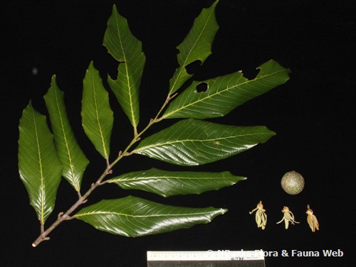 NParks | Cyathocalyx sumatranus