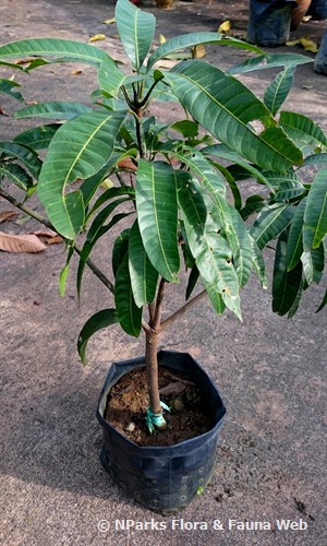 NParks | Mangifera indica 'R2E2'