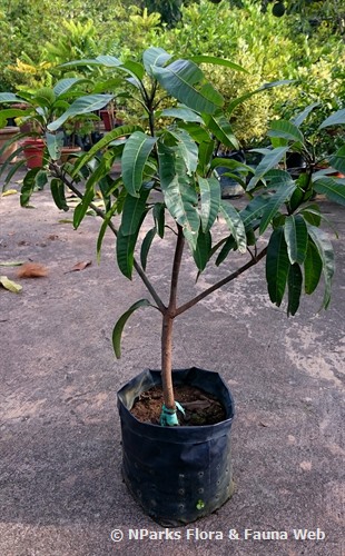NParks | Mangifera indica 'R2E2'