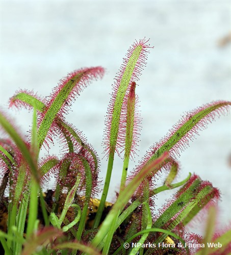 NParks | Drosera capensis