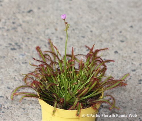 NParks | Drosera capensis
