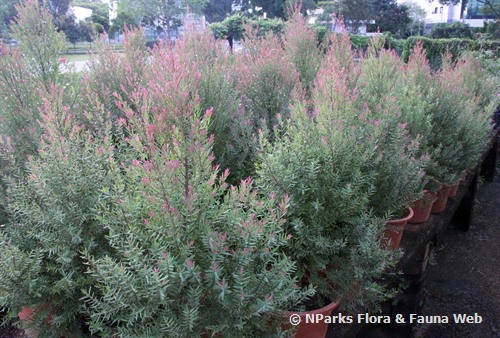 NParks | Melaleuca linariifolia ''Claret Tops''