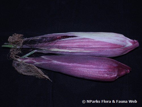NParks | Zea mays (purple kernels)