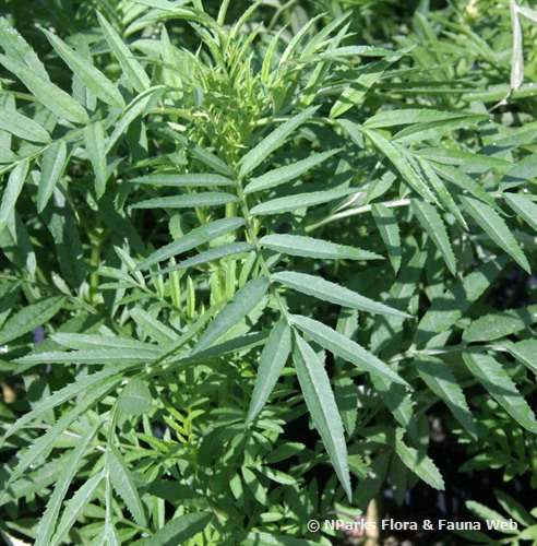 NParks | Tagetes erecta
