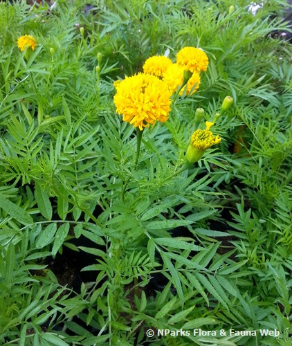 NParks | Tagetes erecta