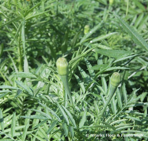 NParks | Tagetes erecta