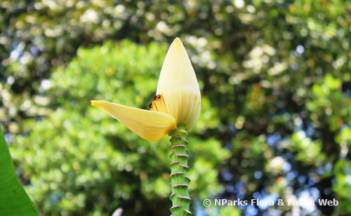 NParks | Musa siamensis