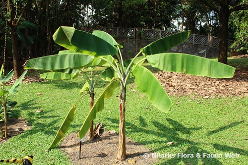 NParks | Musa thomsonii