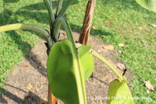 NParks | Musa thomsonii