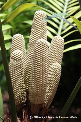 NParks | Zamia furfuracea