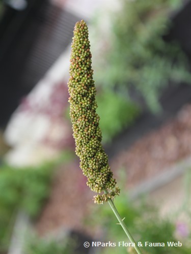 NParks | Setaria italica 'Highlander'