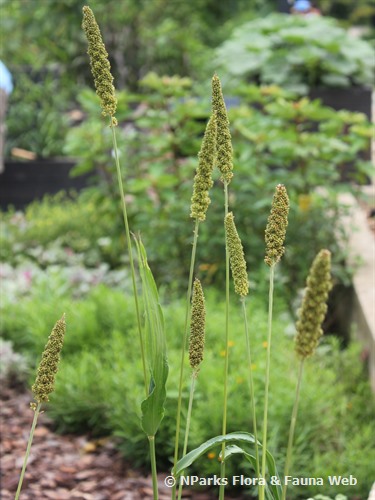 NParks | Setaria italica 'Highlander'